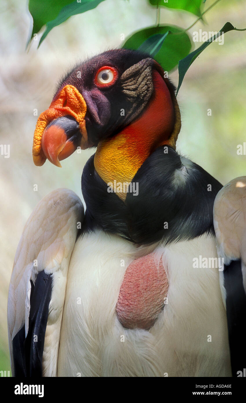 Head and shoulders view of a vulture Stock Photo - Alamy