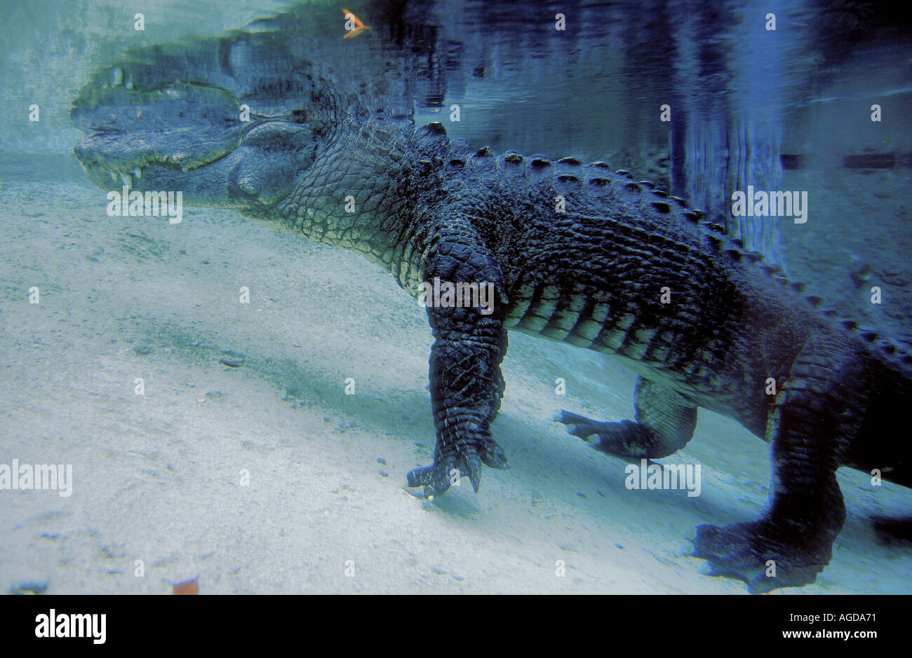 Alligator underwater view hi-res stock photography and images - Alamy