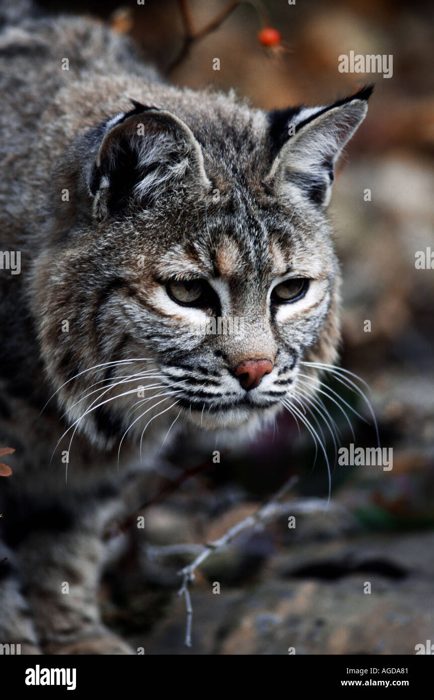 Bobcat Felis rufus Stock Photo - Alamy