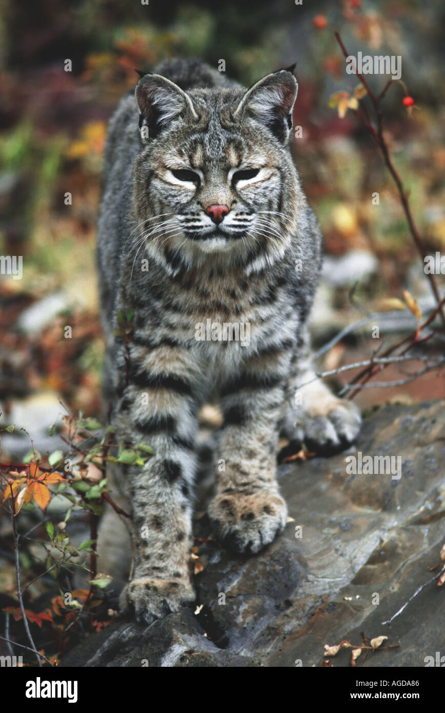 Bobcat Felis rufus Stock Photo - Alamy