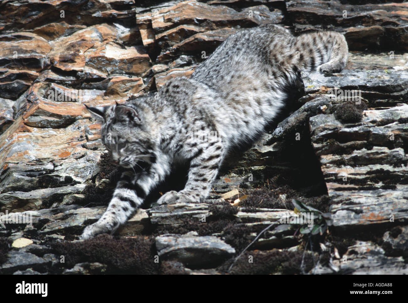 Bobcat Felis rufus Stock Photo - Alamy