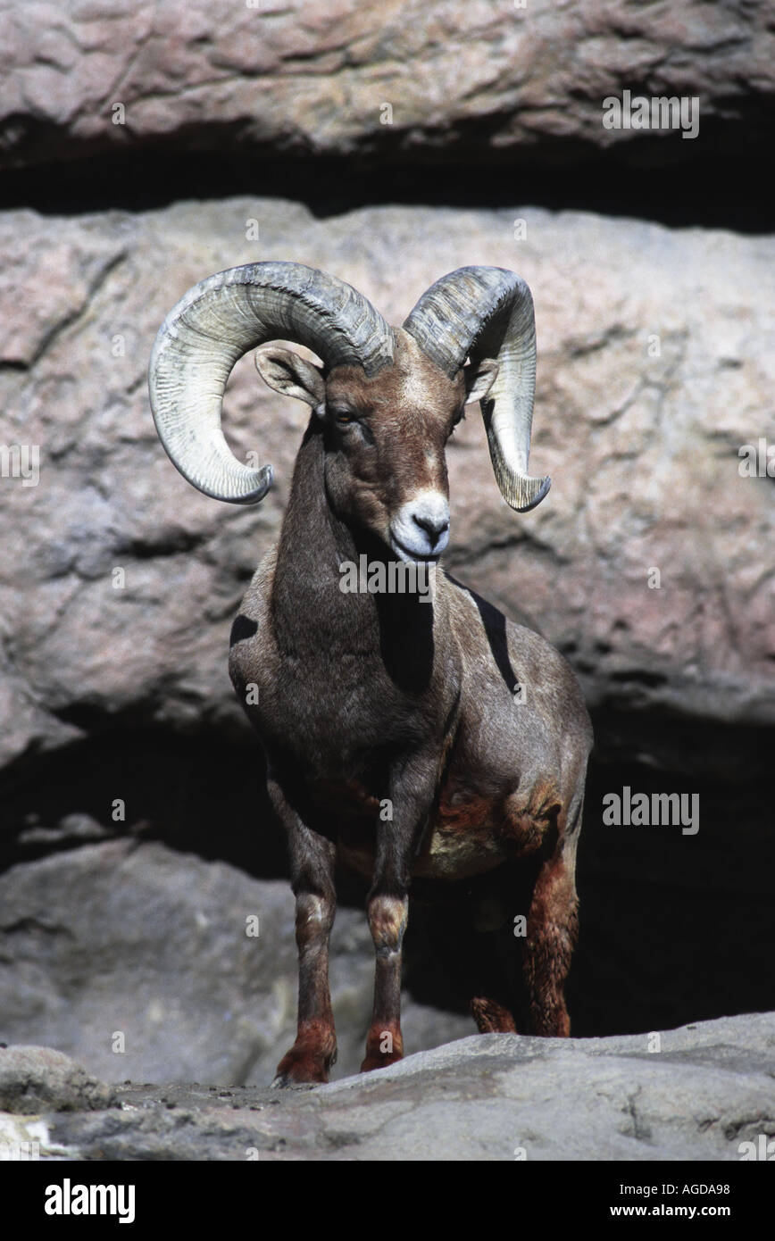 Desert Bighorn Sheep Ovis canadensis mexicana Stock Photo - Alamy