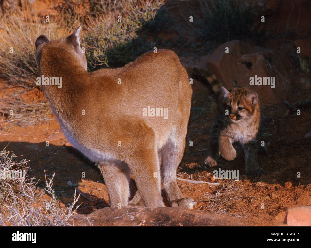 Puma cub and mother hi-res stock photography and images - Alamy
