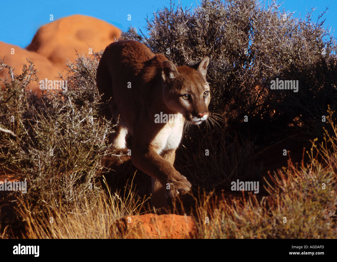 Mountain Lion Running Stock Photo - Alamy