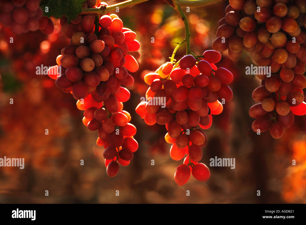 Red vineyard grapes hi-res stock photography and images - Alamy