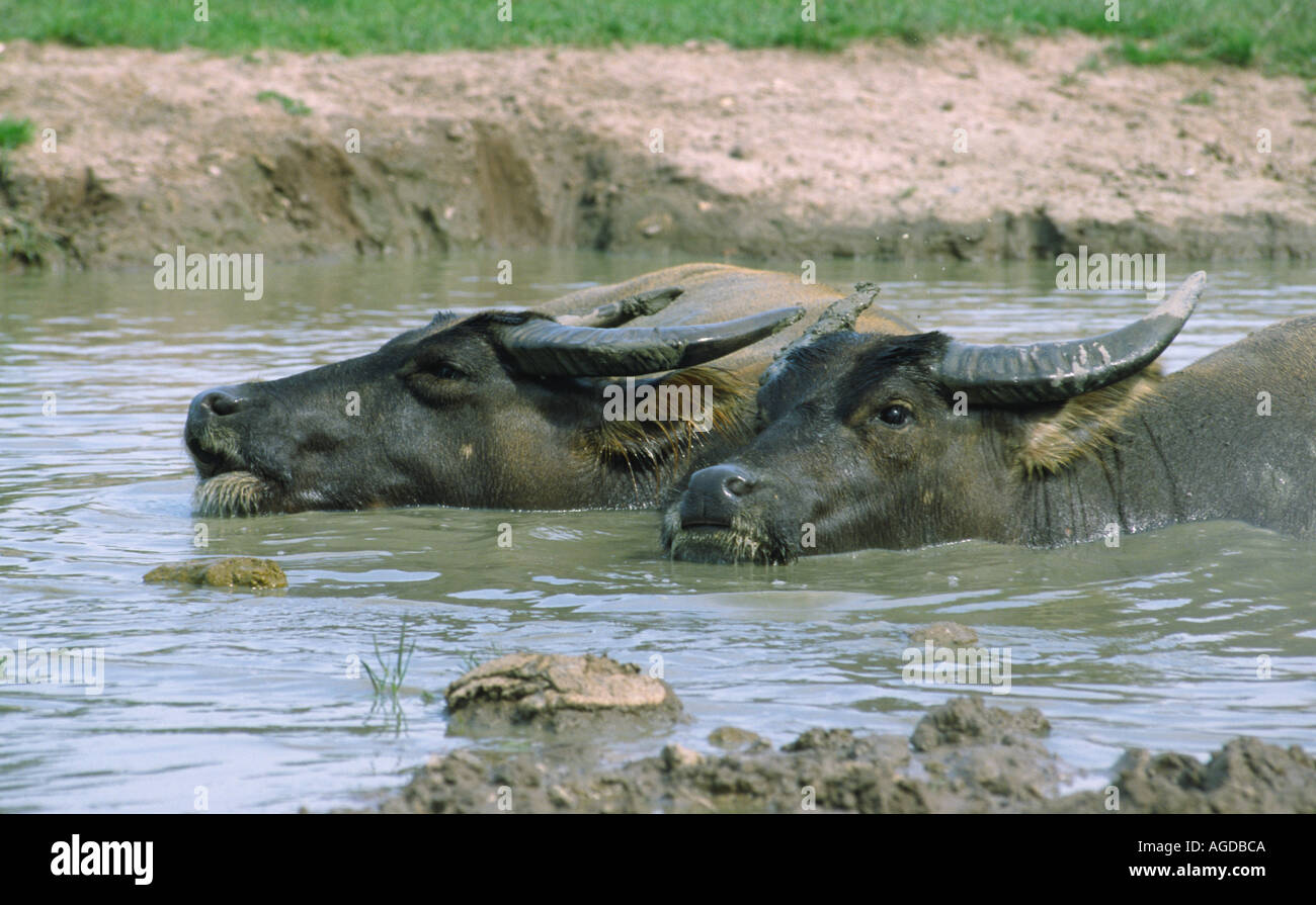 2 water buffalo hi-res stock photography and images - Alamy