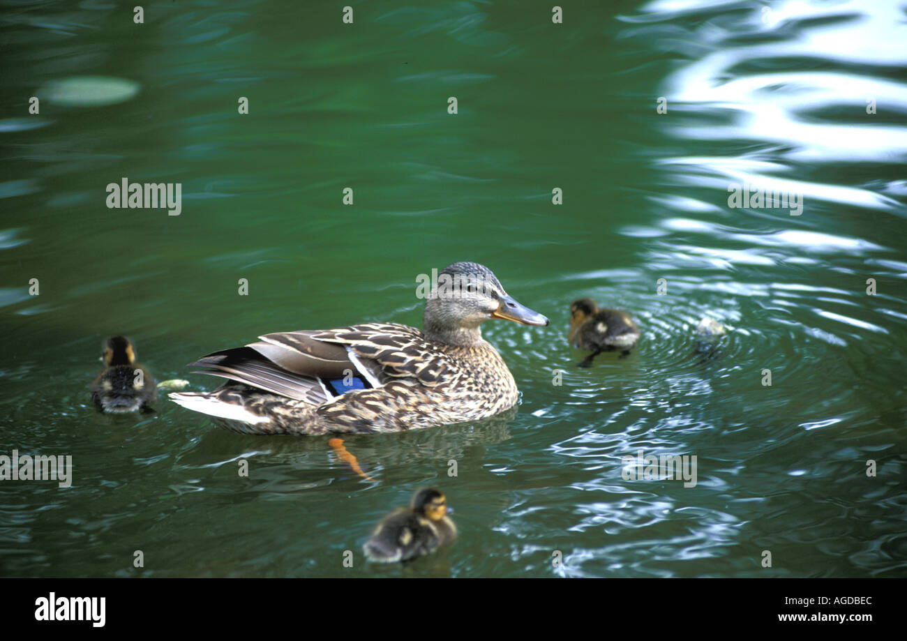 Ducks at pond hi-res stock photography and images - Alamy