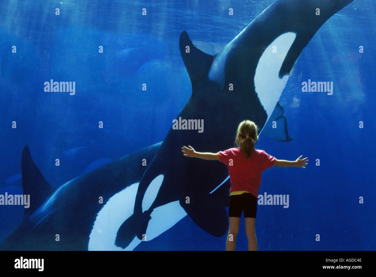 Girl watching killer whales Orcinus orca at San Diego Sea World Stock ...