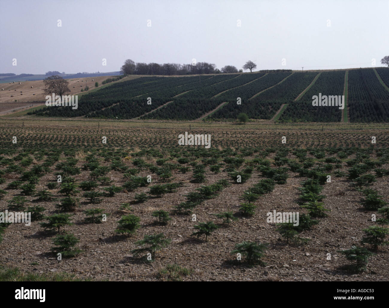 dh Nursery plantation fields FORESTRY FARMING UK SCOTLAND Small young ...