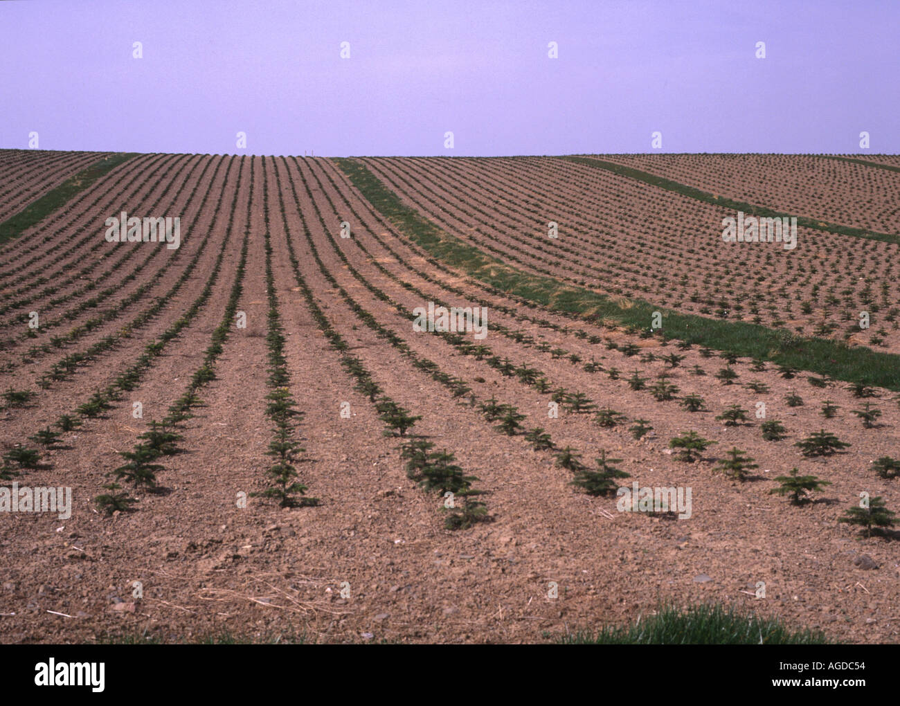 Plantation saplings scotland hi-res stock photography and images - Alamy