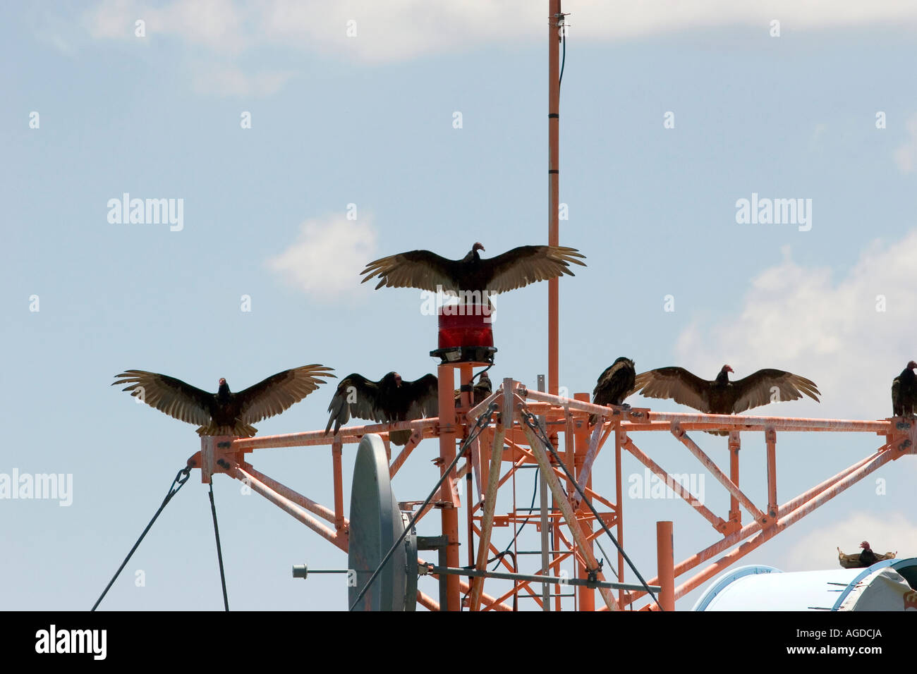 Vultures sit atop a tower at Bull Shoals Dam, Arkansas Stock Photo - Alamy