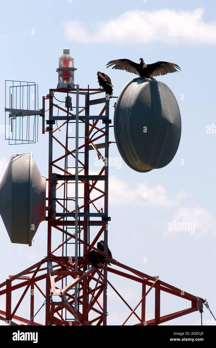 Vultures sit atop a tower at Bull Shoals Dam, Arkansas Stock Photo - Alamy