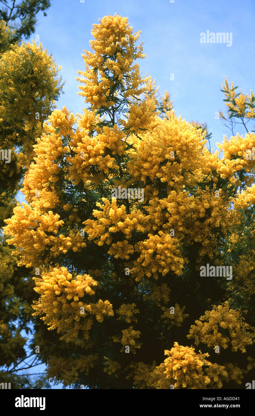 Acacia baileyana mimosa hi-res stock photography and images - Alamy