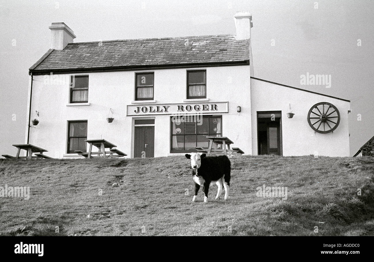Cow outside the Jolly Roger public house Sherkin Island County Cork ...
