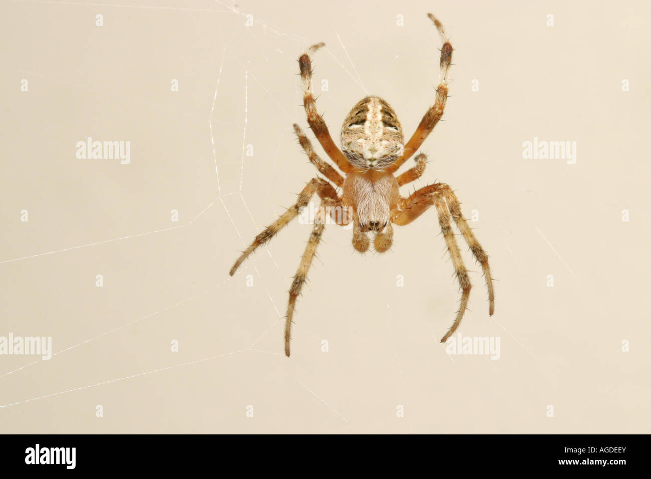 A wolf spider waits for prey in its nest Stock Photo - Alamy