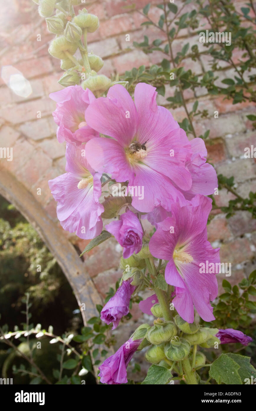 Hollyhocks Flower bloom Stock Photo - Alamy