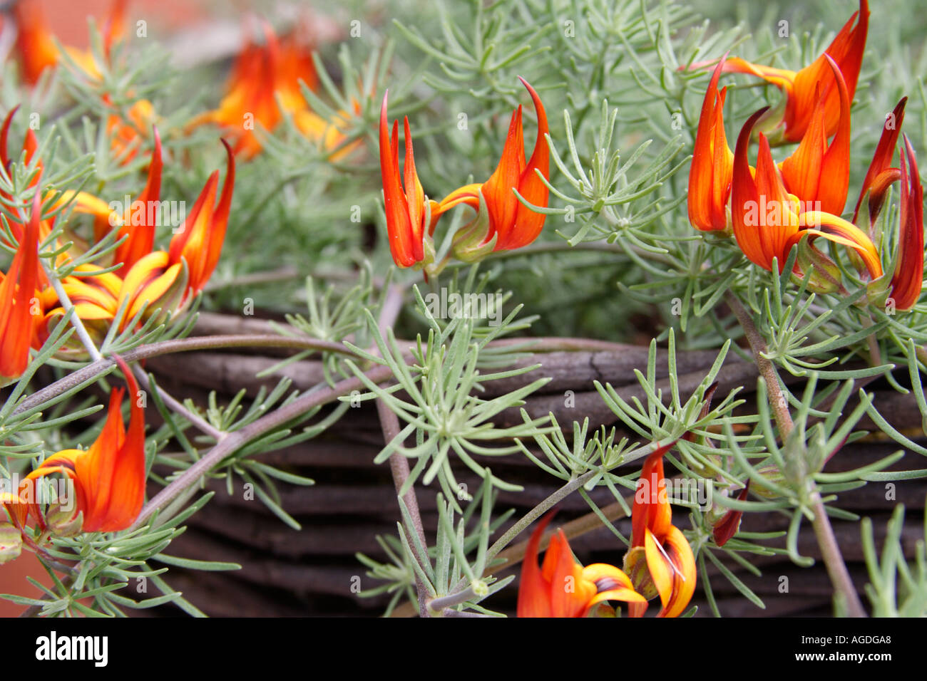 Lotus Fire Vine Stock Photo - Alamy