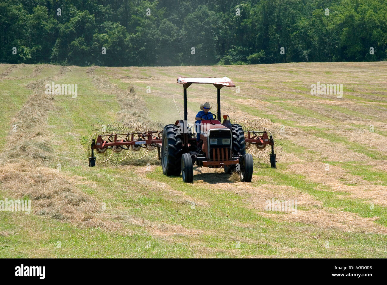 Timothy hay hi-res stock photography and images - Alamy