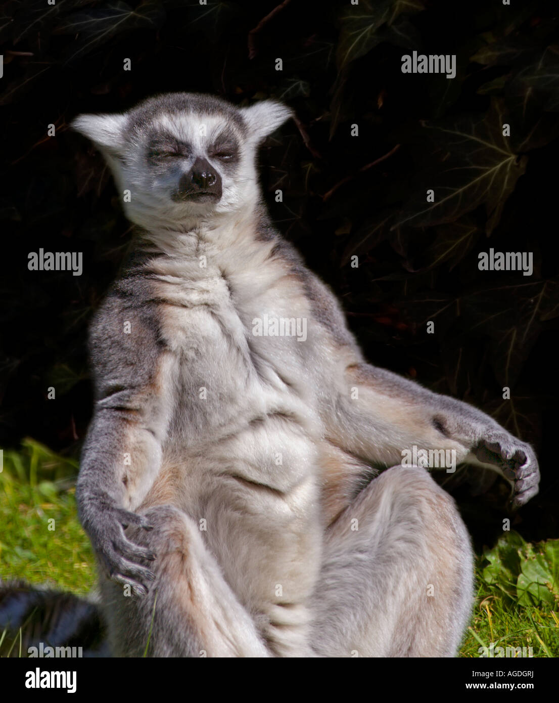 Ring Tailed Lemur (lemur catta) sitting in sunshine, in a pose ...
