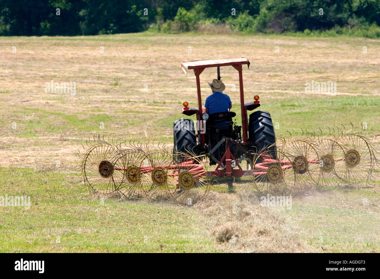 Timothy Hay High Resolution Stock Photography and Images - Alamy