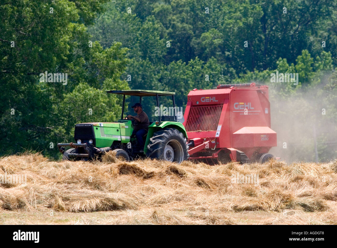 Timothy hay hi-res stock photography and images - Alamy