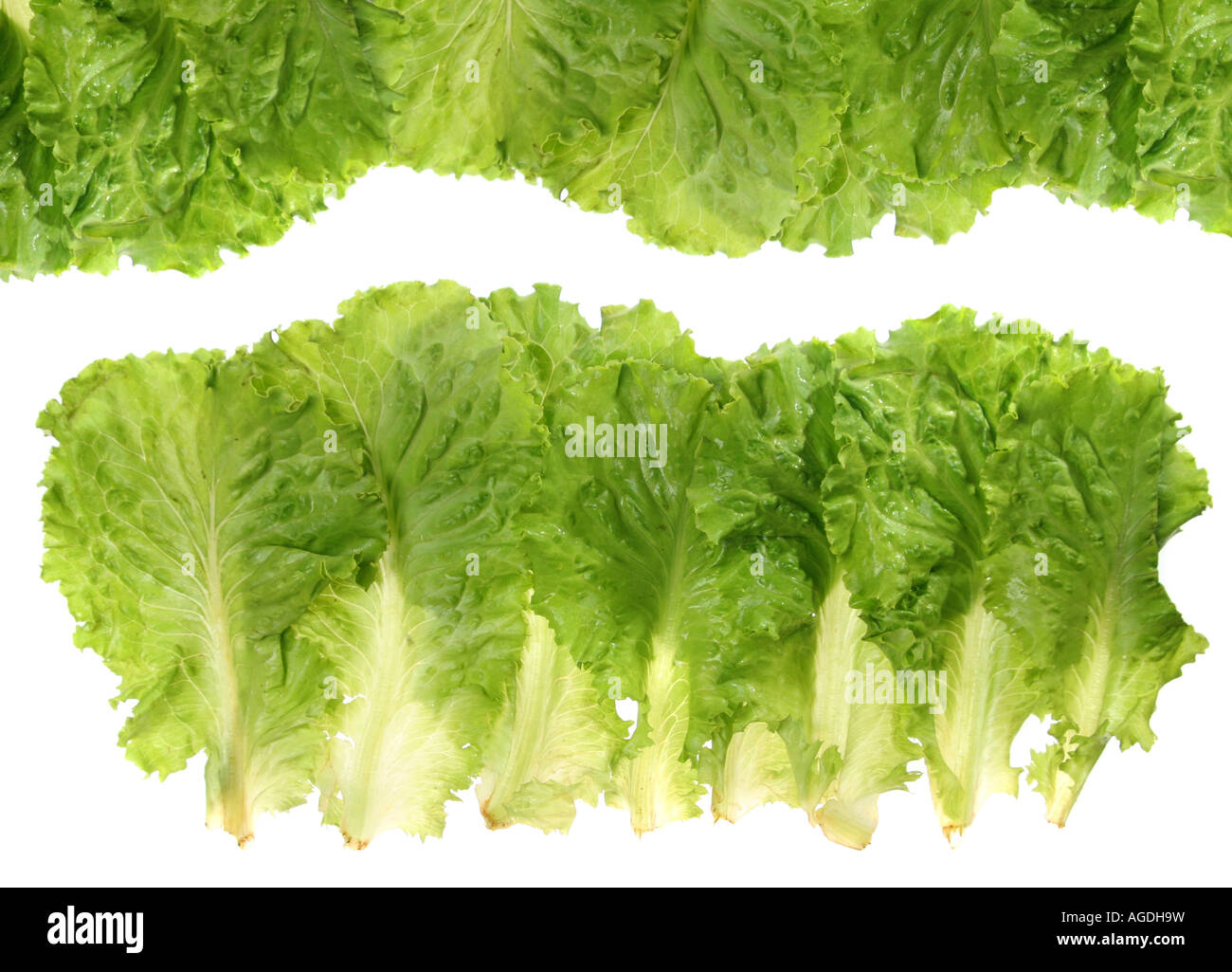 lettuce leaf closeup view isolated on white background Stock Photo - Alamy