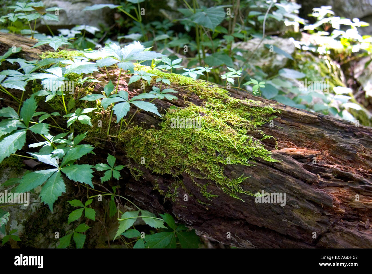 Decaying log and wild plants in the Ouachita national forest of Stock ...