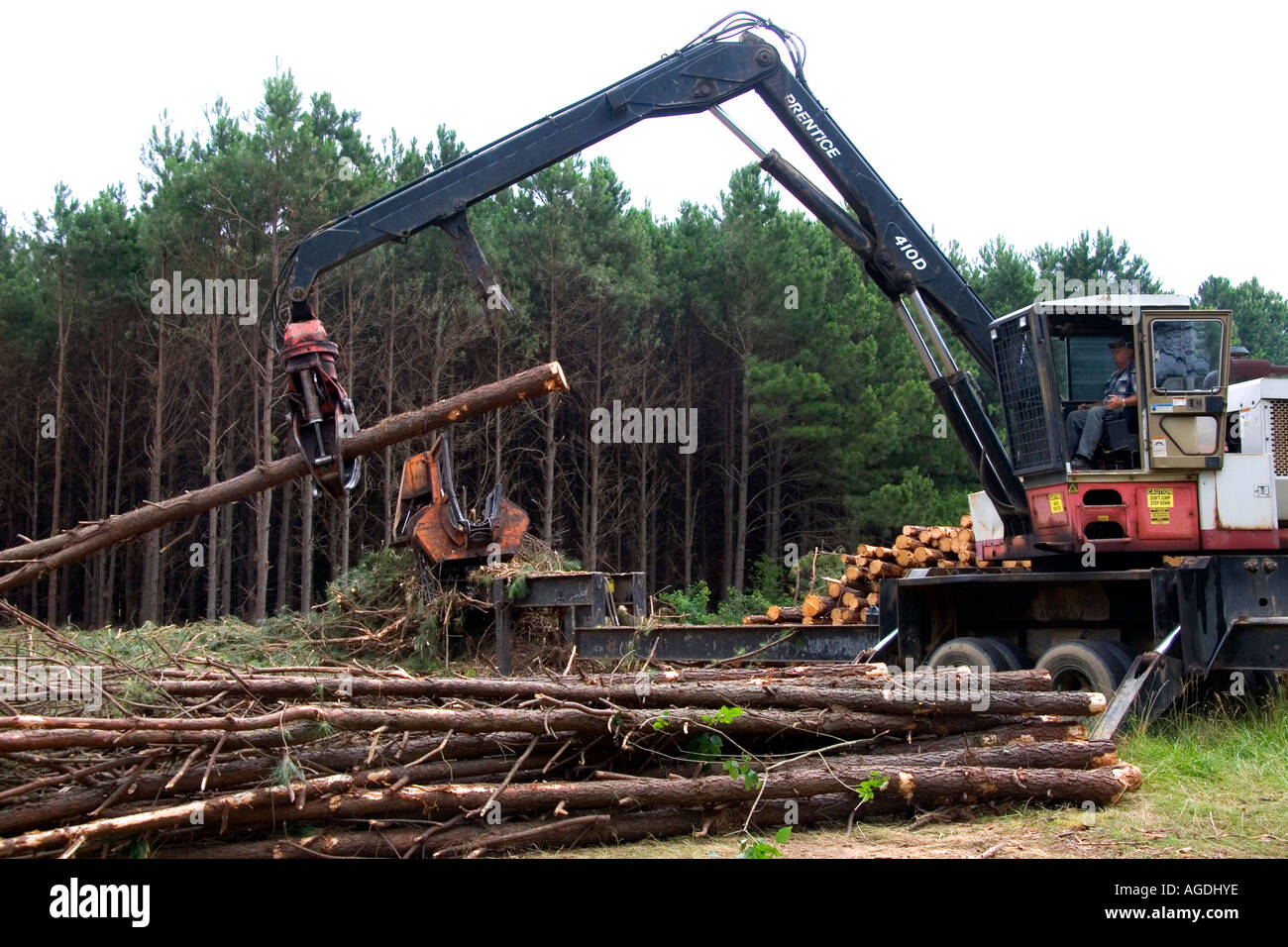 Arkansas pine trees hi-res stock photography and images - Alamy