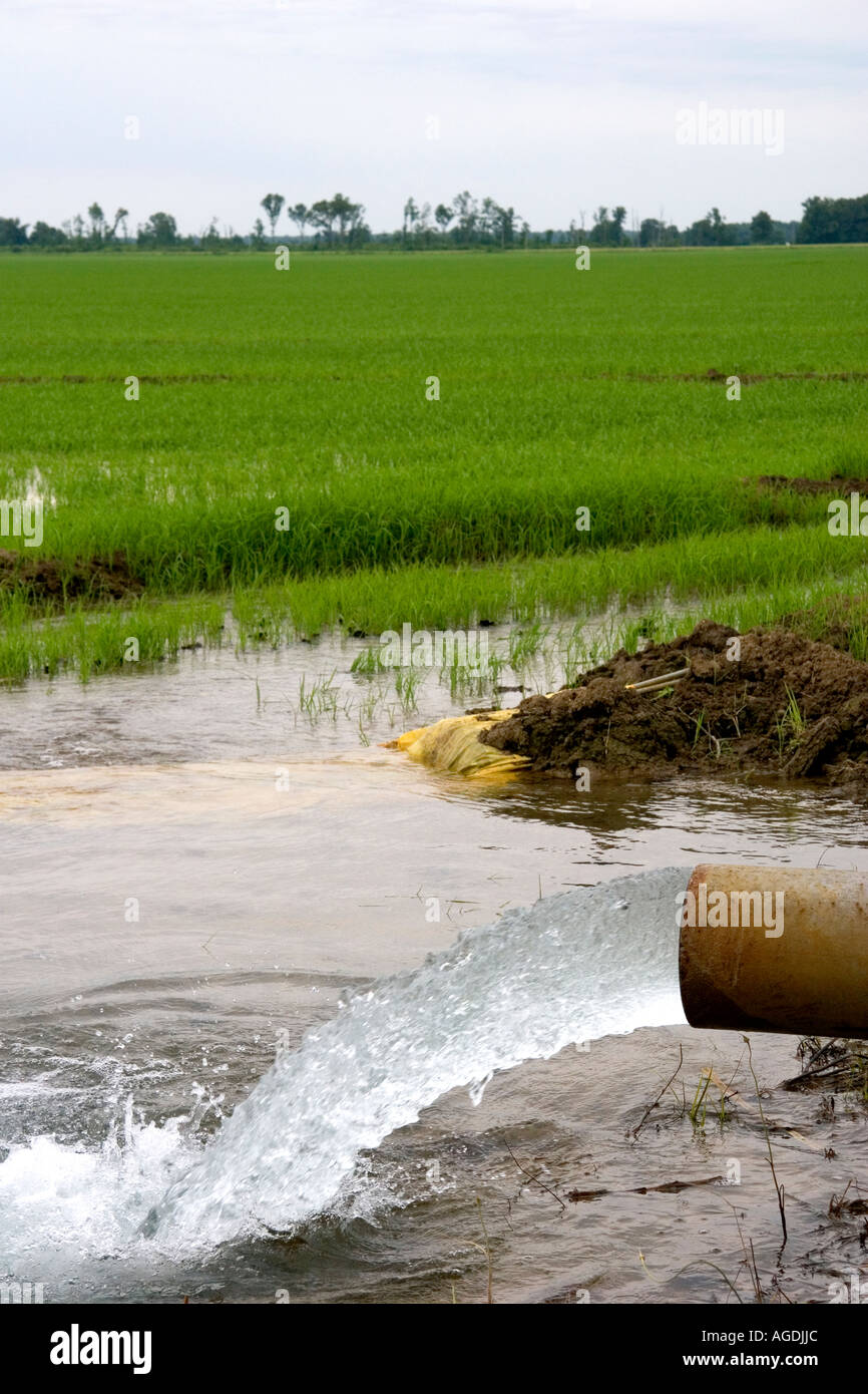 Water flowing from an irrigation pipe into a rice field in the delta ...