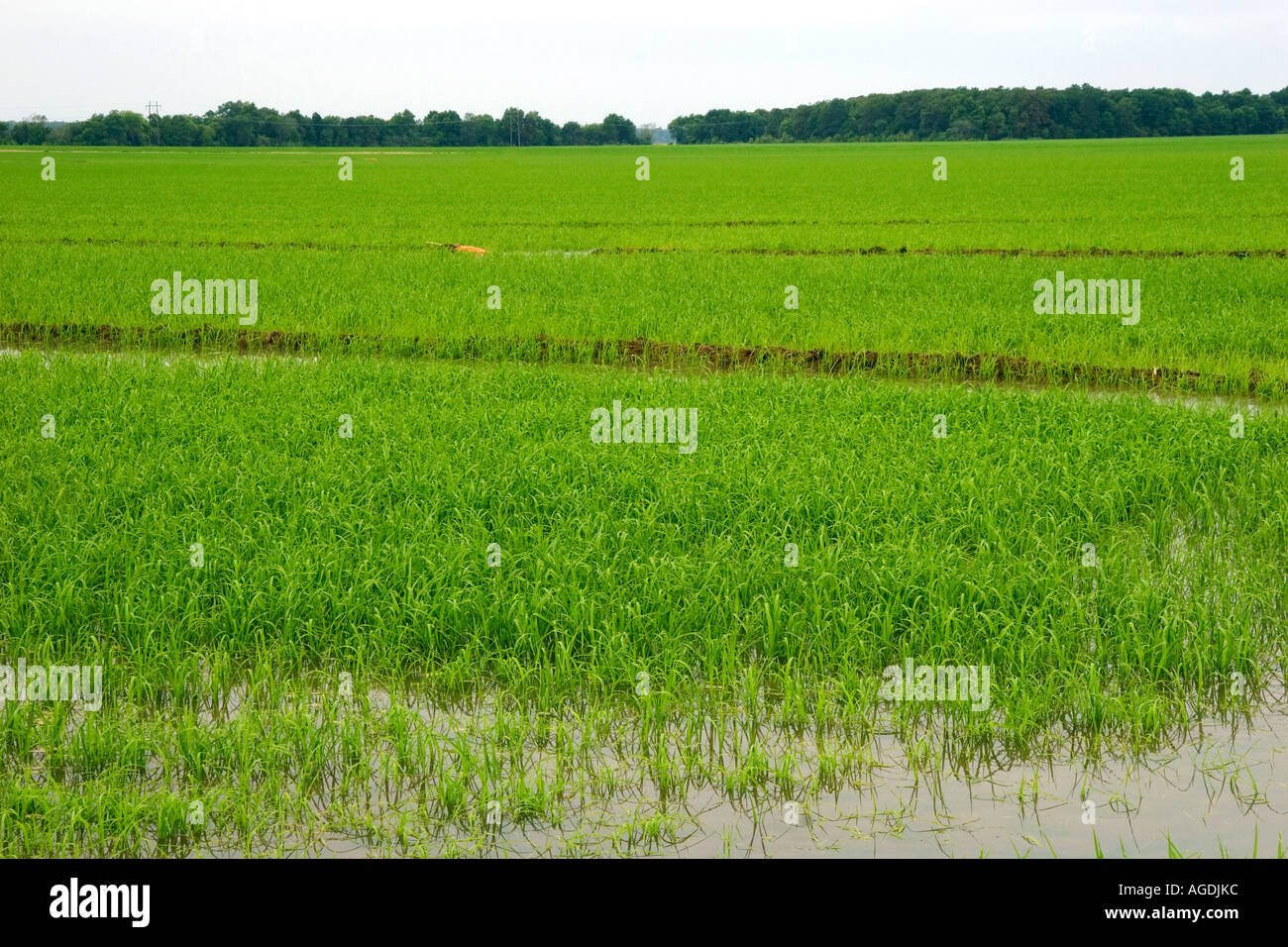 Arkansas rice hi-res stock photography and images - Alamy