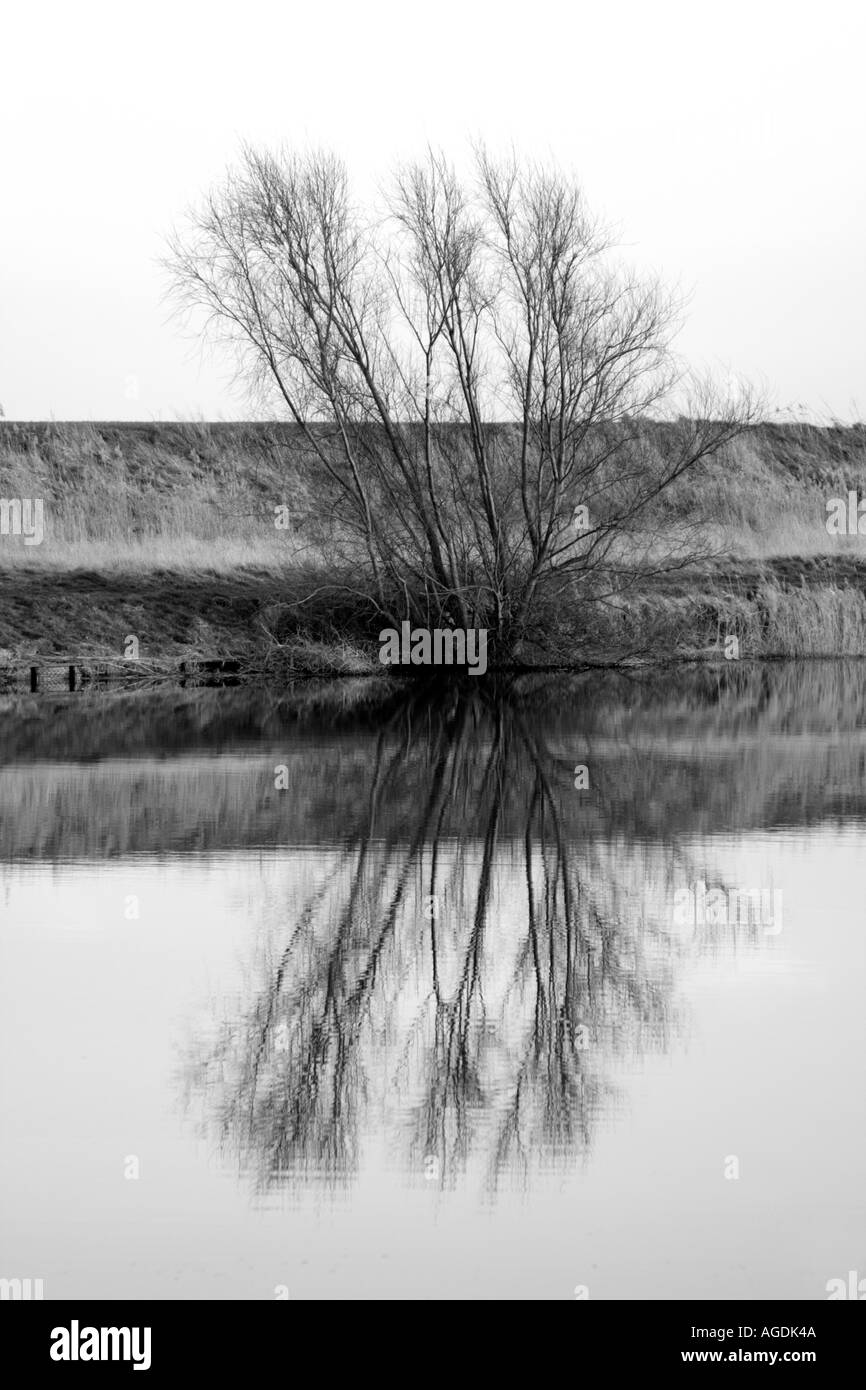 Tree Reflection Silhouette Stock Photo - Alamy