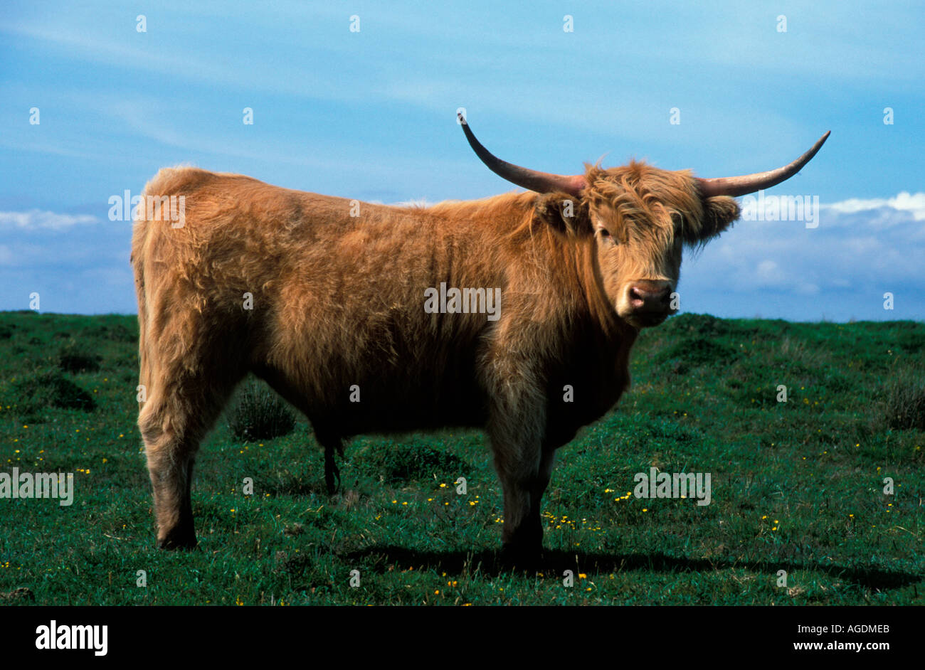 Irish Dexter longhorn cattle Stock Photo - Alamy