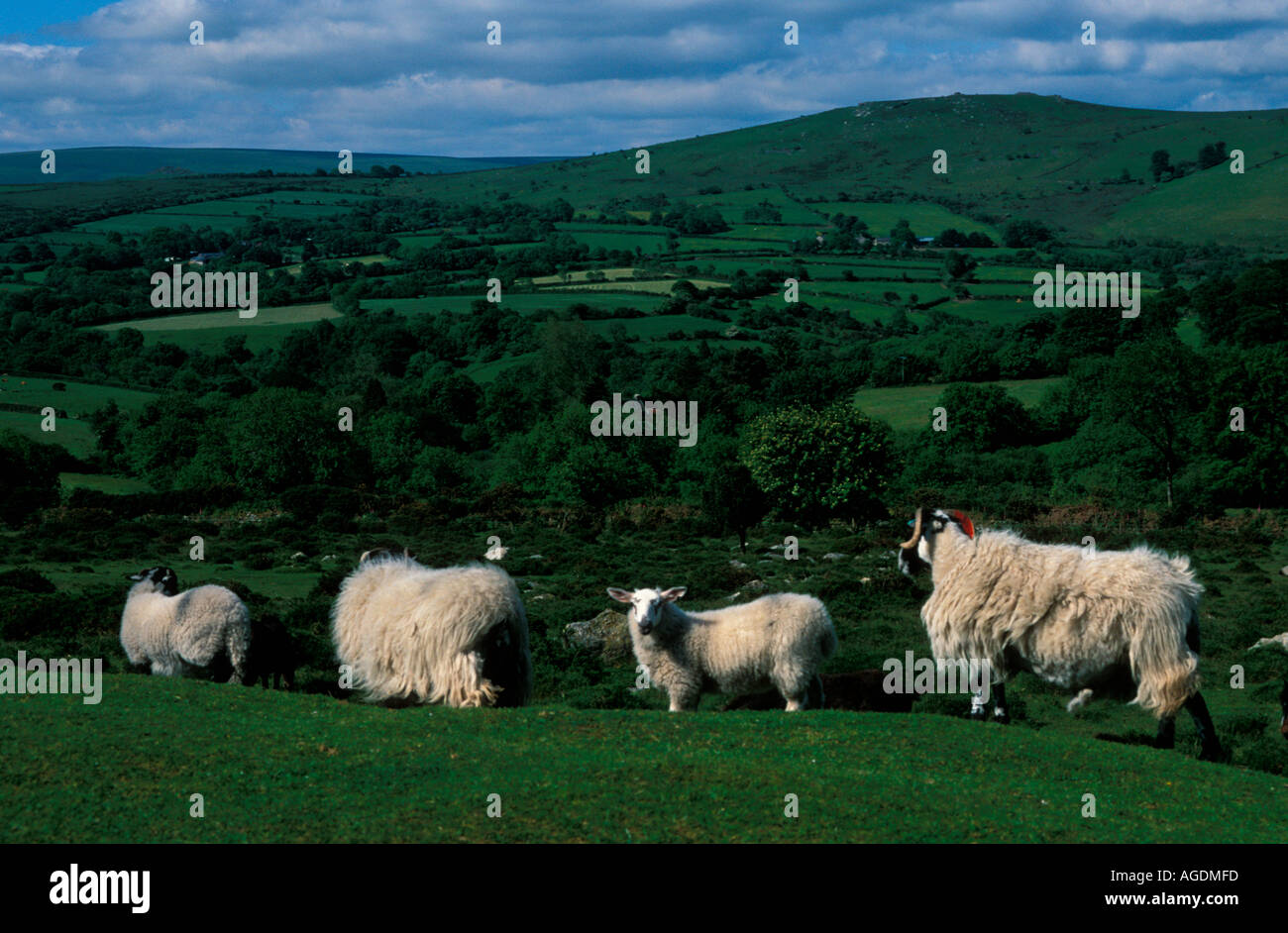 Sheep on Dartmoor Devon England Stock Photo - Alamy