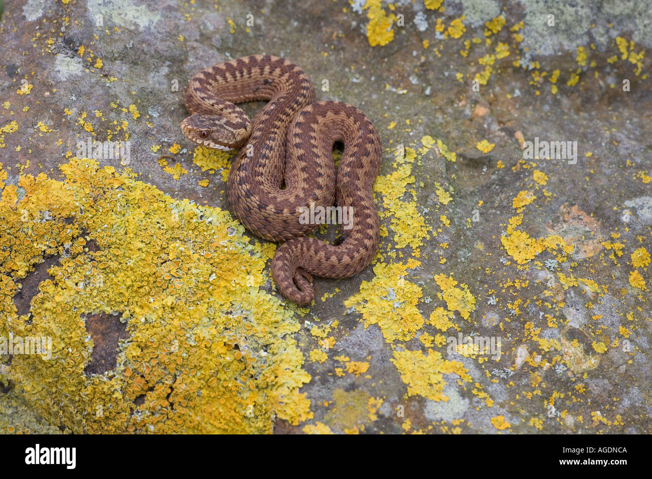 Adapted teeth hi-res stock photography and images - Alamy