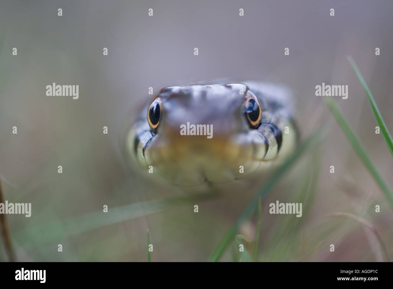Grass Snake Natrix natrix Stock Photo - Alamy