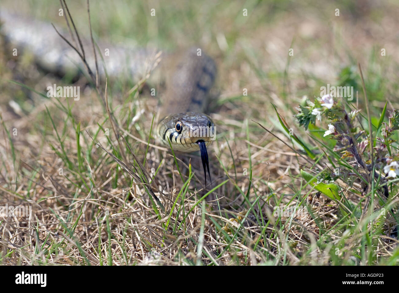 Grass Snake Natrix natrix Stock Photo - Alamy