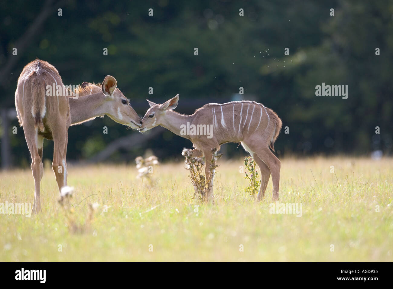 Baby Kudu High Resolution Stock Photography and Images - Alamy