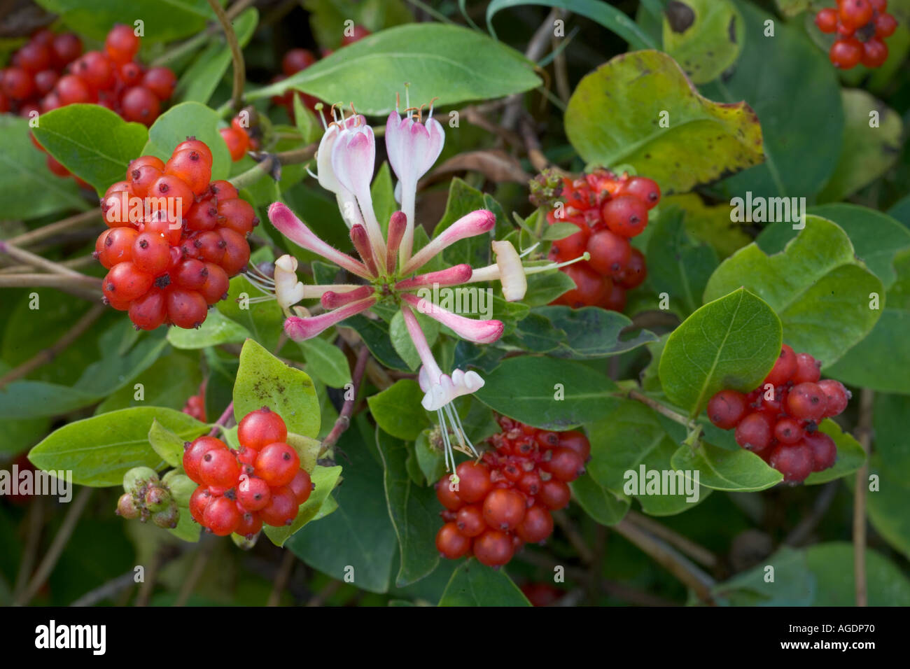 Honeysuckle Lonicera periclymenum Fruit and Flower Stock Photo - Alamy