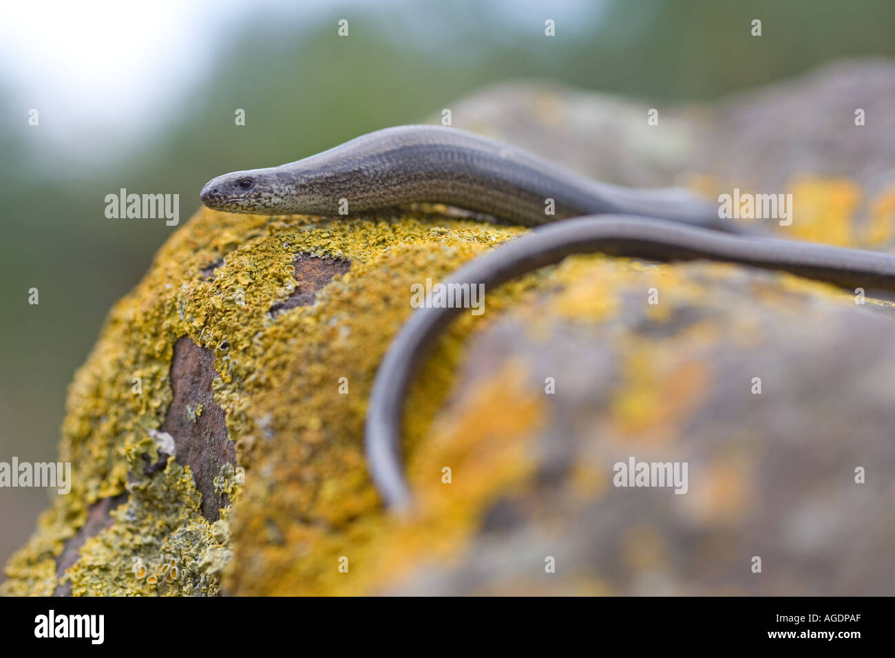 Slow Worm Anguis fragilis Stock Photo - Alamy