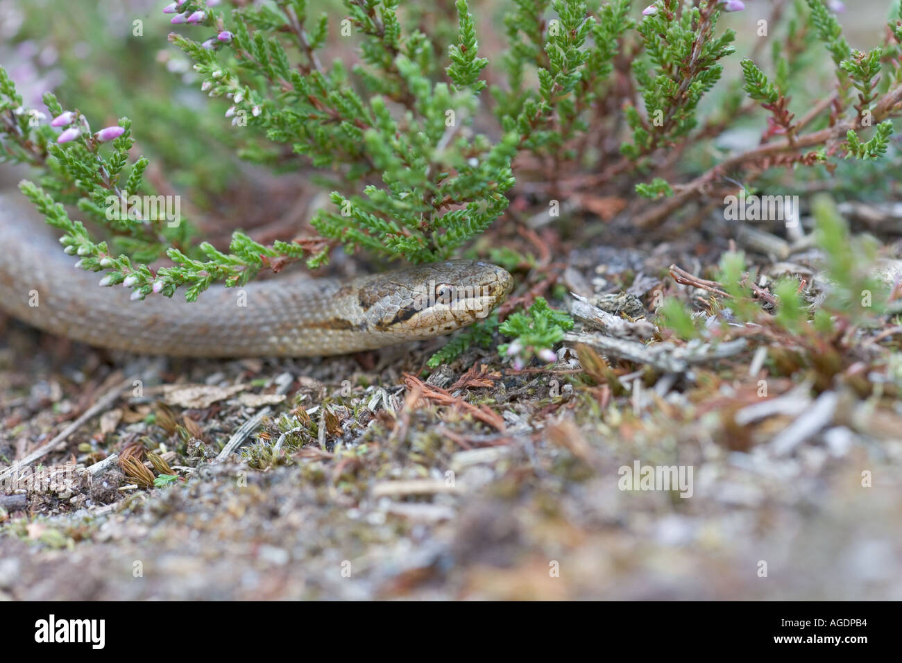 Southern smooth snake hi-res stock photography and images - Alamy