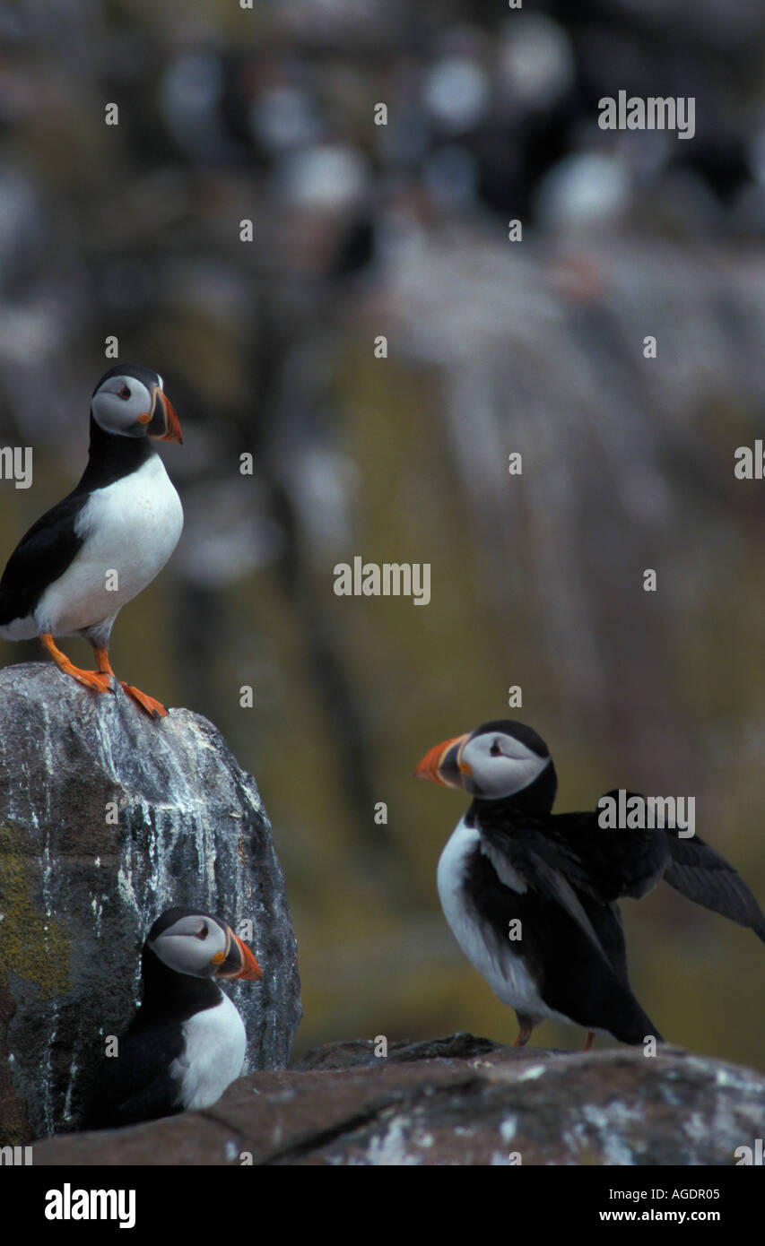 Puffins during breeding season Stock Photo - Alamy