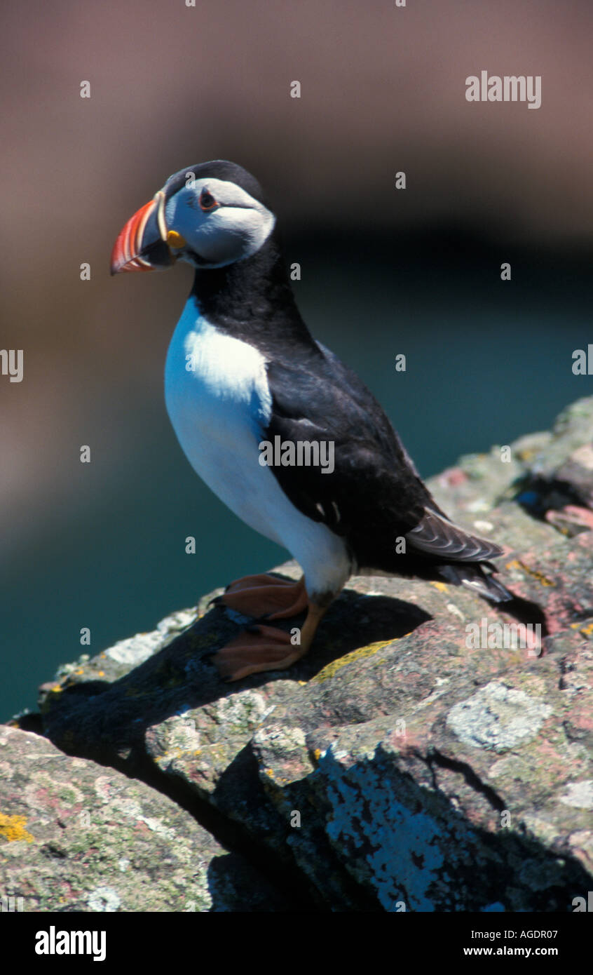 Puffins during breeding season Stock Photo - Alamy