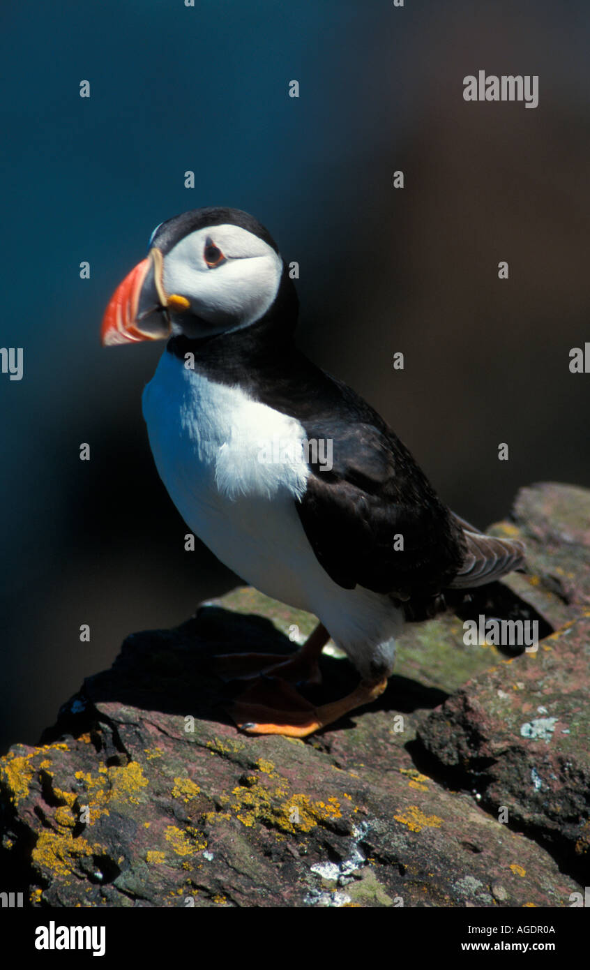 Puffins during breeding season Stock Photo - Alamy