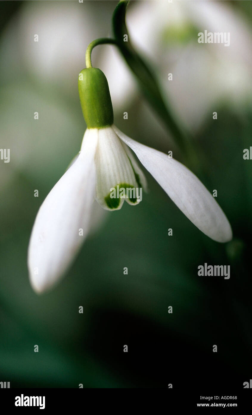 Snowdrop flowers growing wild hi-res stock photography and images - Alamy