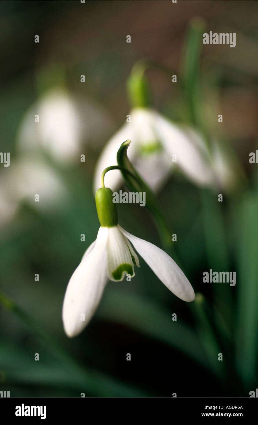 Common snowdrop in the winter hi-res stock photography and images - Alamy