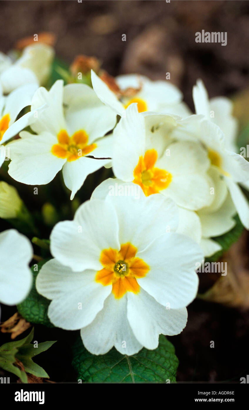 Popular garden varieties hi-res stock photography and images - Alamy