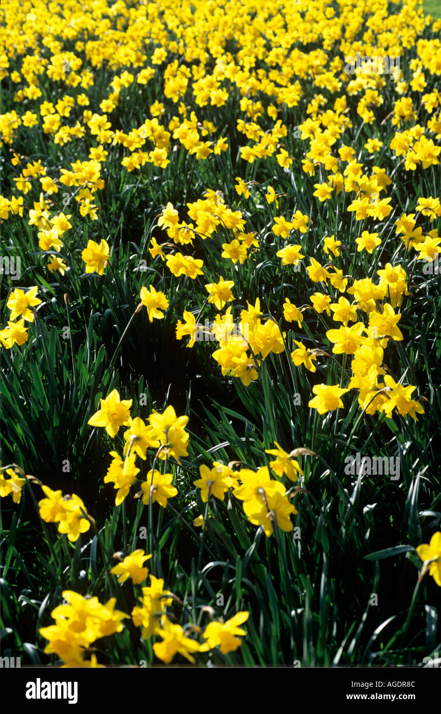 PROFUSION OF DAFFODILS AMARYLLIDACEAE IN BLOOM GROWING IN FLOWER BED ...