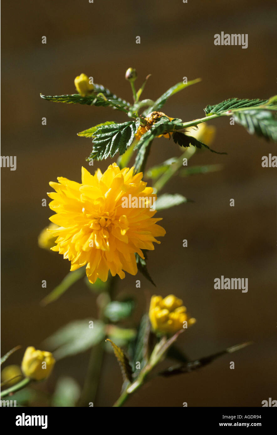 KERRIA JAPONICA PLENIFLORA GROWING IN GARDEN Stock Photo - Alamy