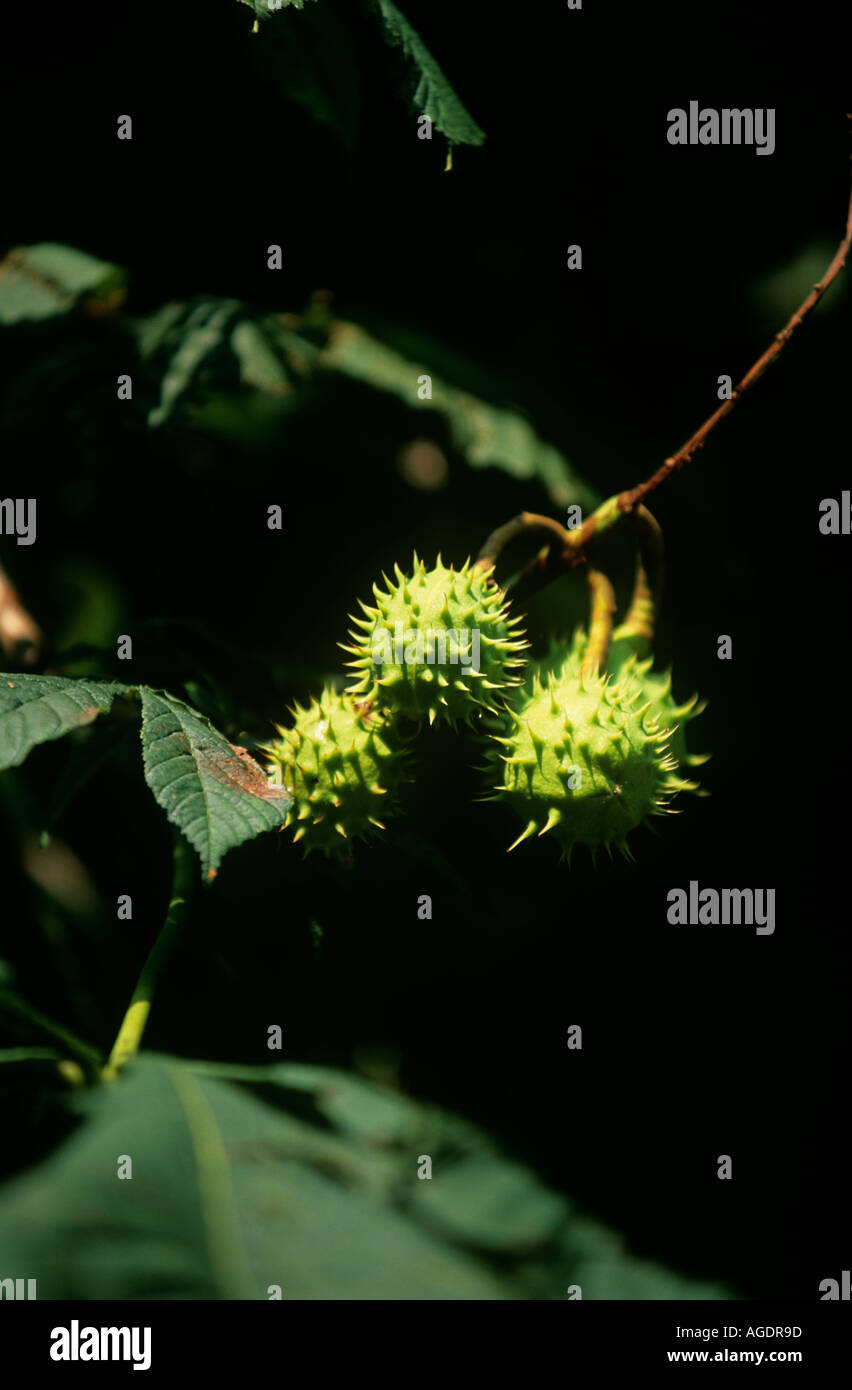Chestnut sapling hi-res stock photography and images - Alamy