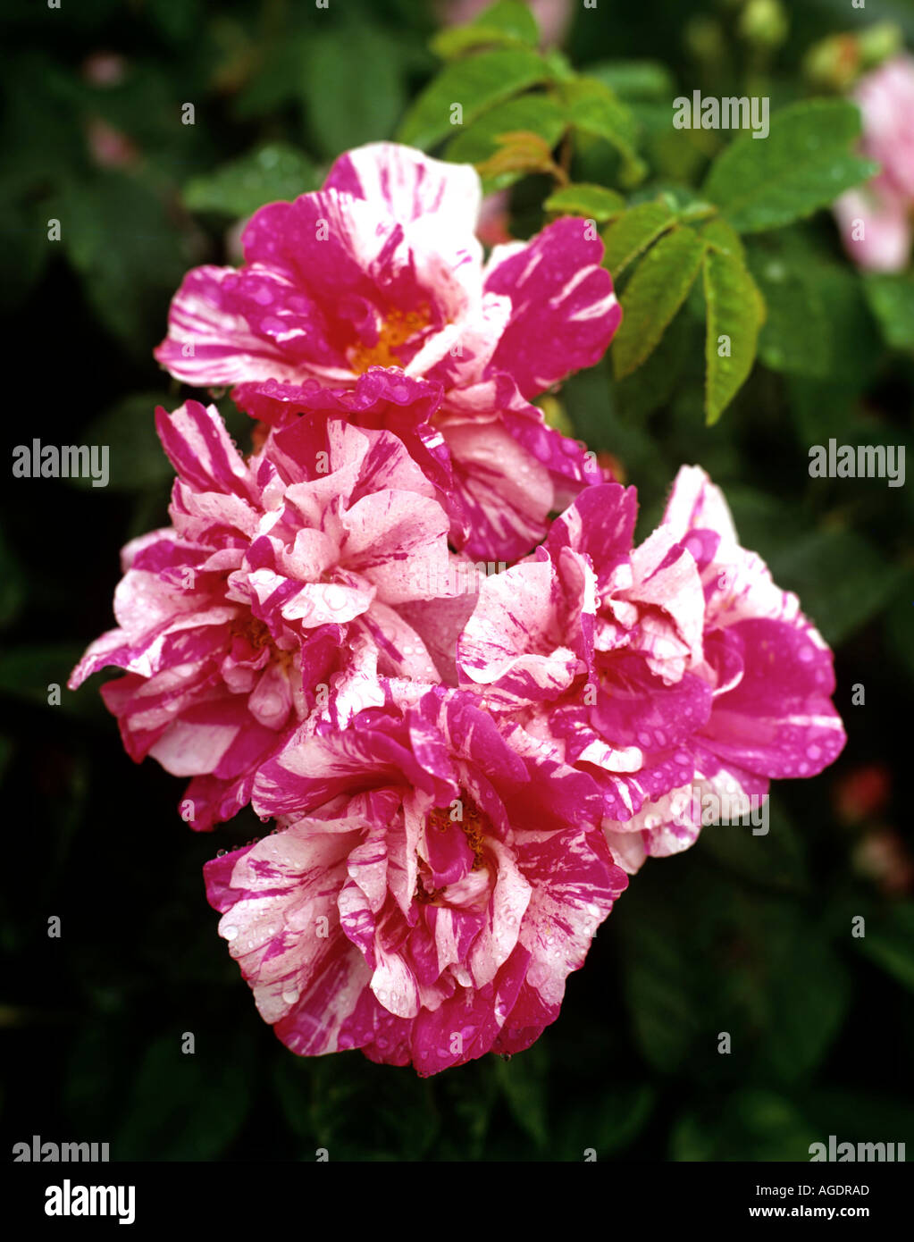 Rosa shade hi-res stock photography and images - Alamy